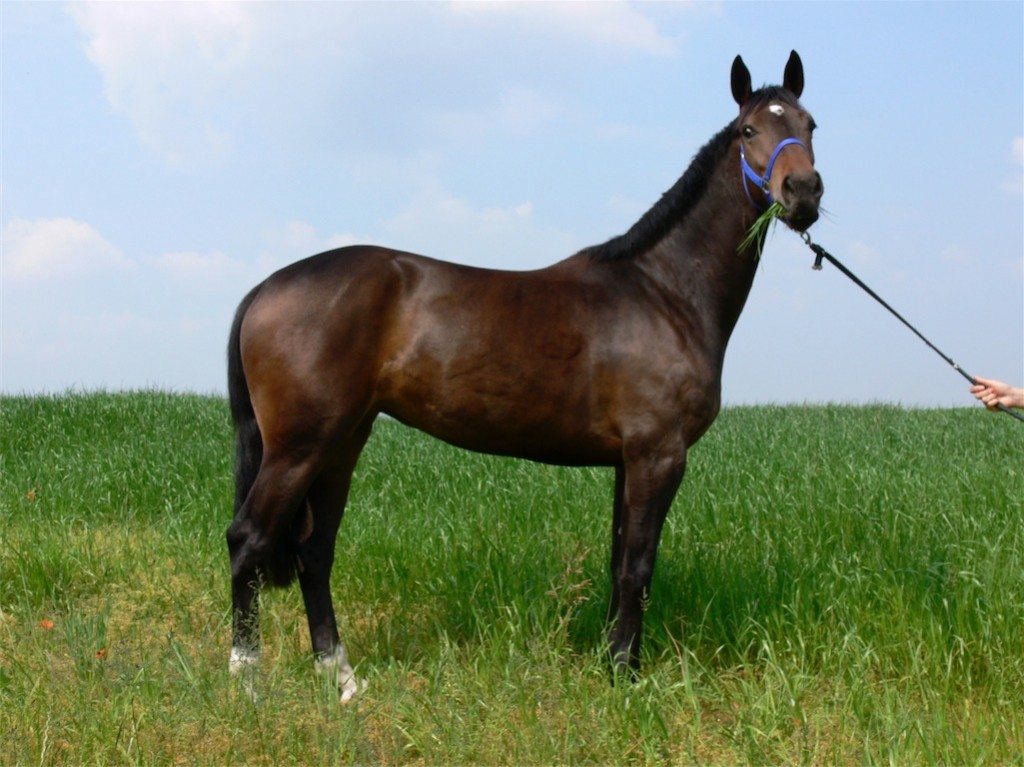 Com’è fatto il cavallo? | Accademia dei Cavalieri