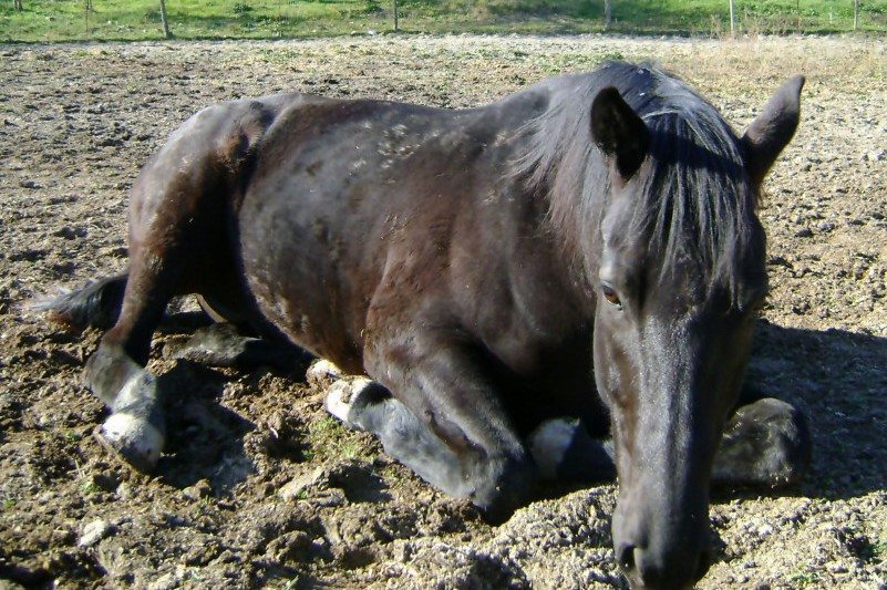 Le principali malattie del cavallo - La Colica | Accademia dei Cavalieri